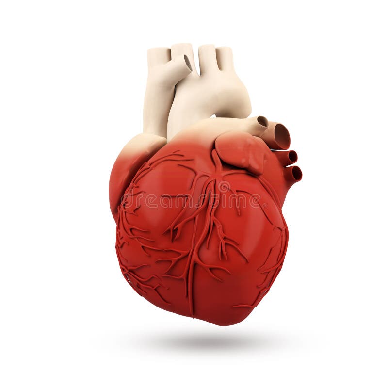 Human Heart Render/ Heart Human / Isolated on White Stock Image - Image ...