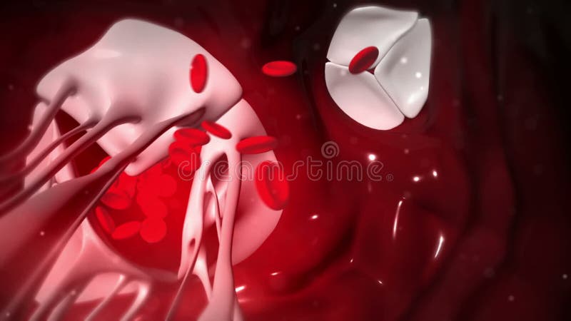 Human Heart Valves Pumping Blood Stock Video - Video of ventricles ...