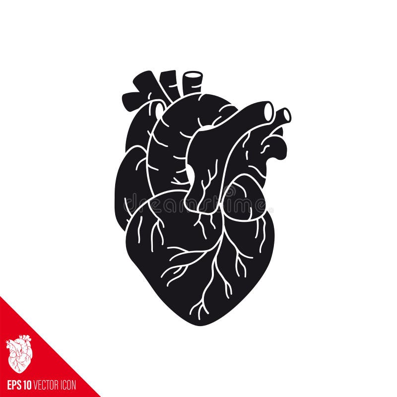 Human Heart Vector Glyph Icon Stock Vector - Illustration of glyph ...