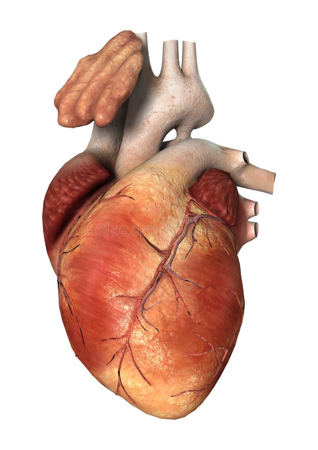 Human Heart on White stock illustration. Illustration of medical - 62377813