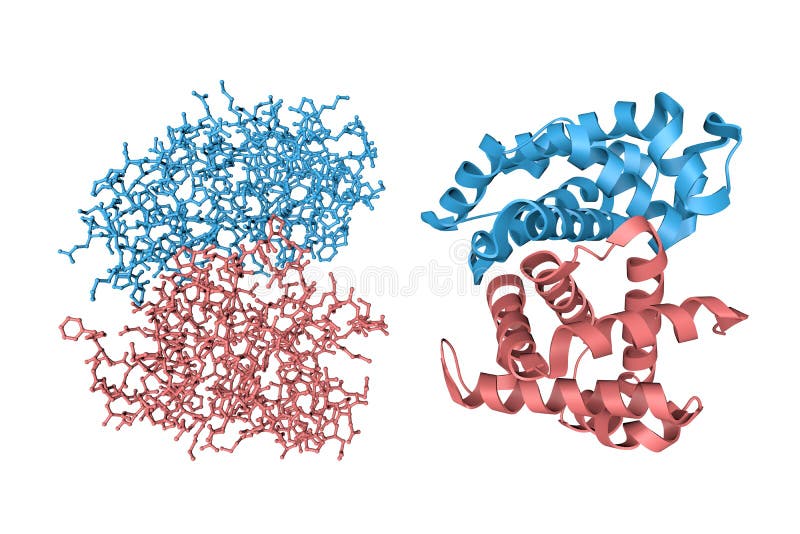 Human Hemoglobin 3d Model Stock Illustrations – 117 Human Hemoglobin 3d ...