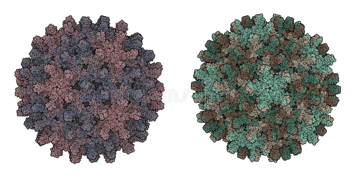 Hepatitis B Virus Stock Illustrations – 688 Hepatitis B Virus Stock ...