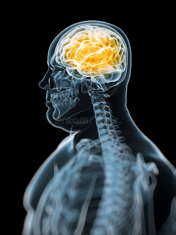 Human highlighted brain stock illustration. Illustration of body - 21812547