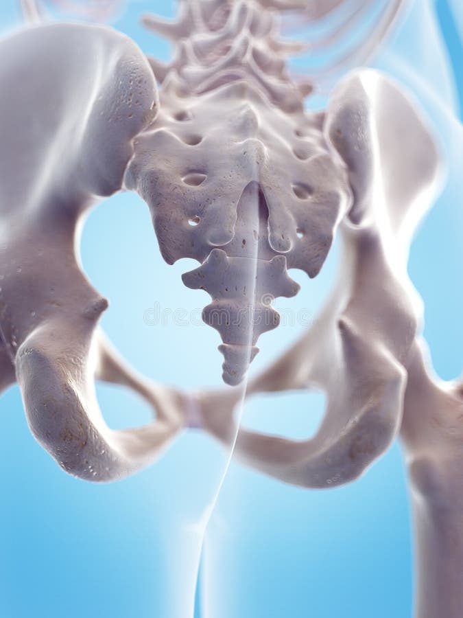 The human hip stock illustration. Illustration of pelvis - 74192383
