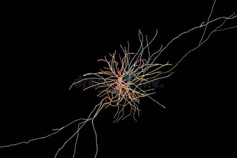 Human Hippocampus Neuron, Computer Reconstruction Stock Image - Image ...