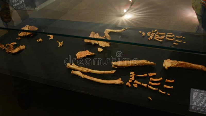 An Overview of the Human Lymphatic System Stock Video - Video of vein ...