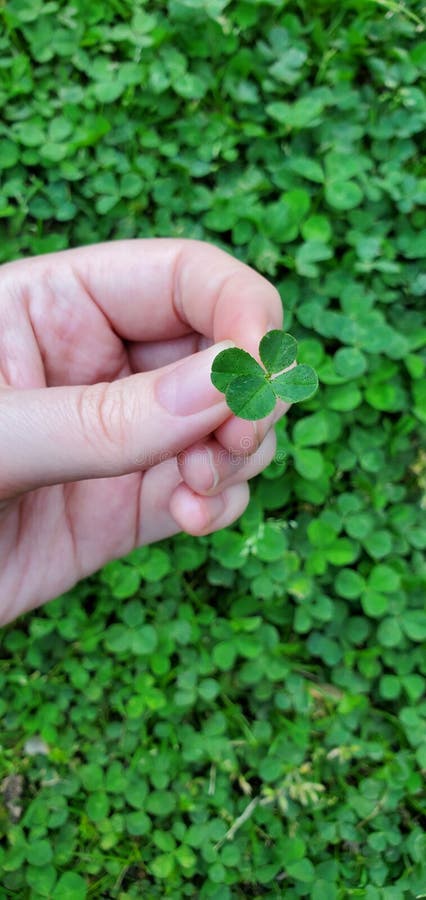 Human Holding a Four Leaf Clover Stock Photo - Image of clover, food ...