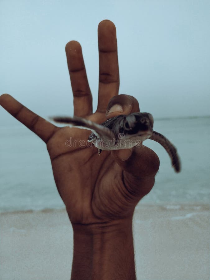 A Human Holding the Newly Born Baby Turtle Stock Image - Image of newly ...