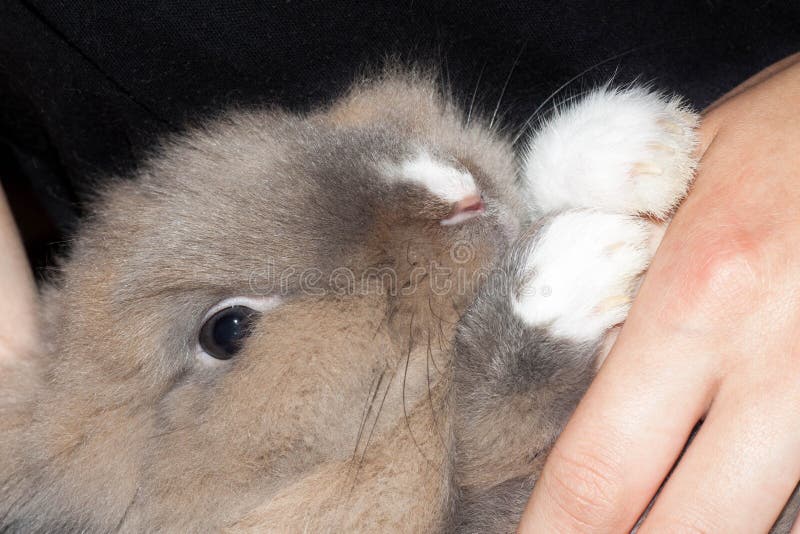 Human Holds in His Hand a Beautiful Fluffy Light Brown Dutch Dwarf ...