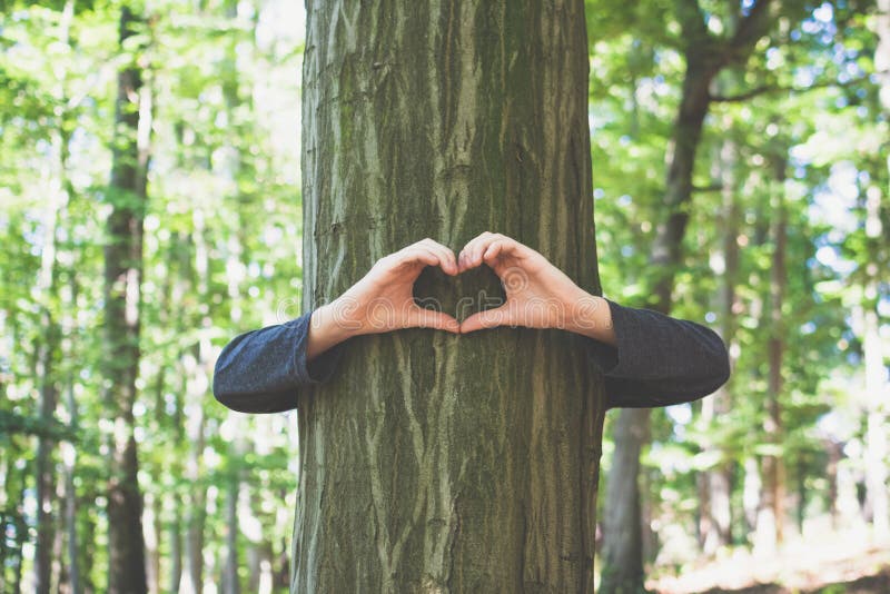 Human Hugging a Tree and Showing Heart Stock Photo - Image of nature ...