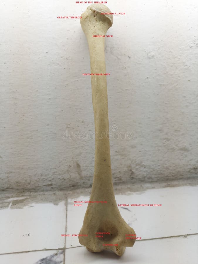 Human Humerus Bone Original with Important Labeling and Landmarks Stock ...