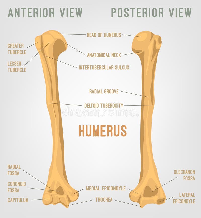 Labeled Humerus Bone Osteomyelitis Labeled Diagram Humerus Bone Stock