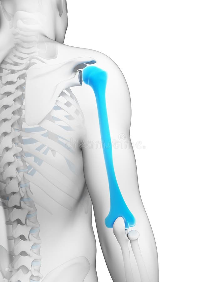 Human humerus stock illustration. Illustration of bone - 30722974