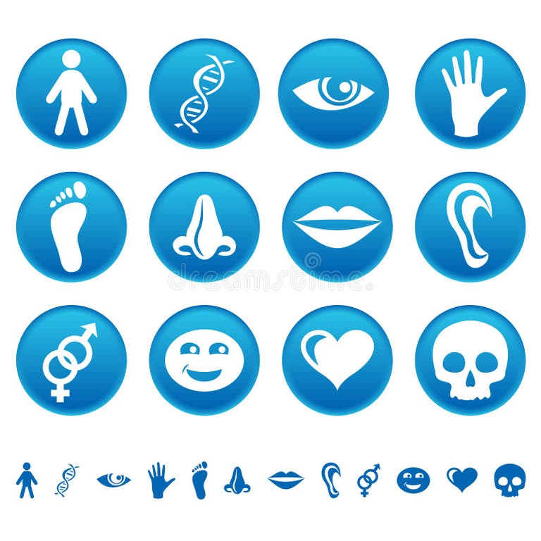 Human Organ Pictograms Vector Stock Illustrations – 339 Human Organ ...