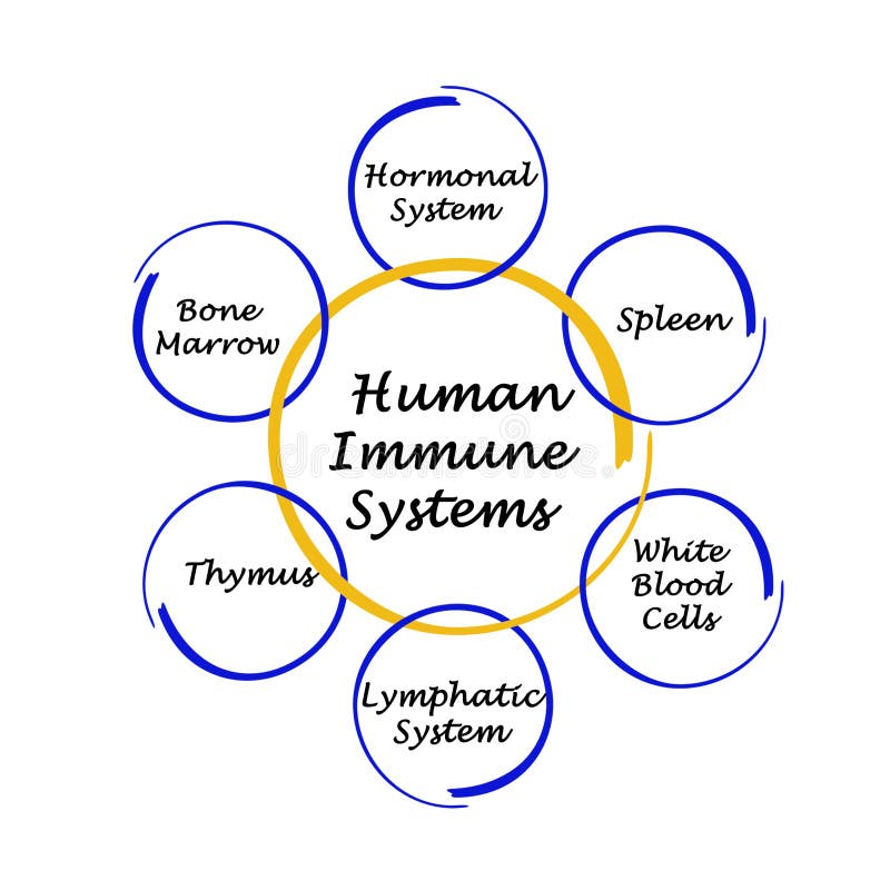 Human Immune System stock illustration. Illustration of immunology ...
