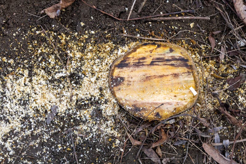 Human Impact on Nature Concept: a Tree Stem and an Ashtray on the ...