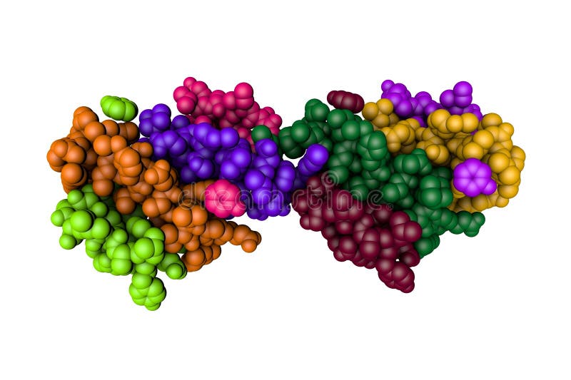 Human Insulin. Space-filling Molecular Model. Rendering with ...