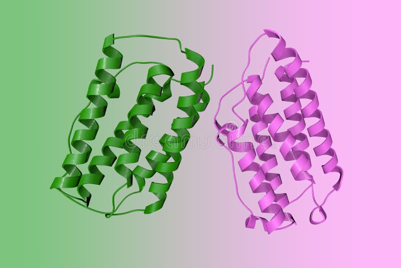 Human Interferon Beta Crystal Structure. Rendering with Differently ...