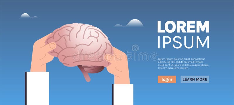 Human Internal Organ Anatomical Brain and Human Brain Medical Concept ...