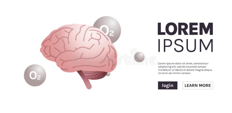 Human Internal Organ Anatomical Brain and Human Brain Medical Concept ...