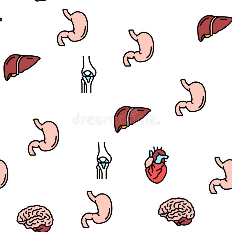 Human Internal Organ Anatomy Vector Seamless Pattern Stock Vector ...