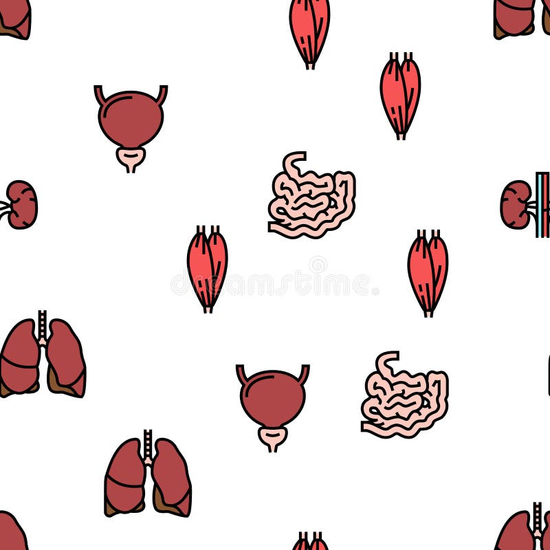 Human Internal Organ Anatomy Vector Seamless Pattern Stock Vector ...