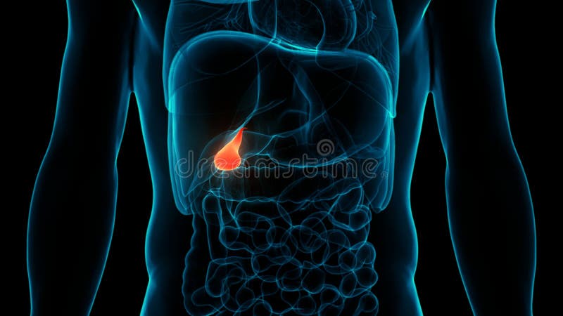 Gallbladder anatomy poster stock vector. Illustration of clinic - 252057803
