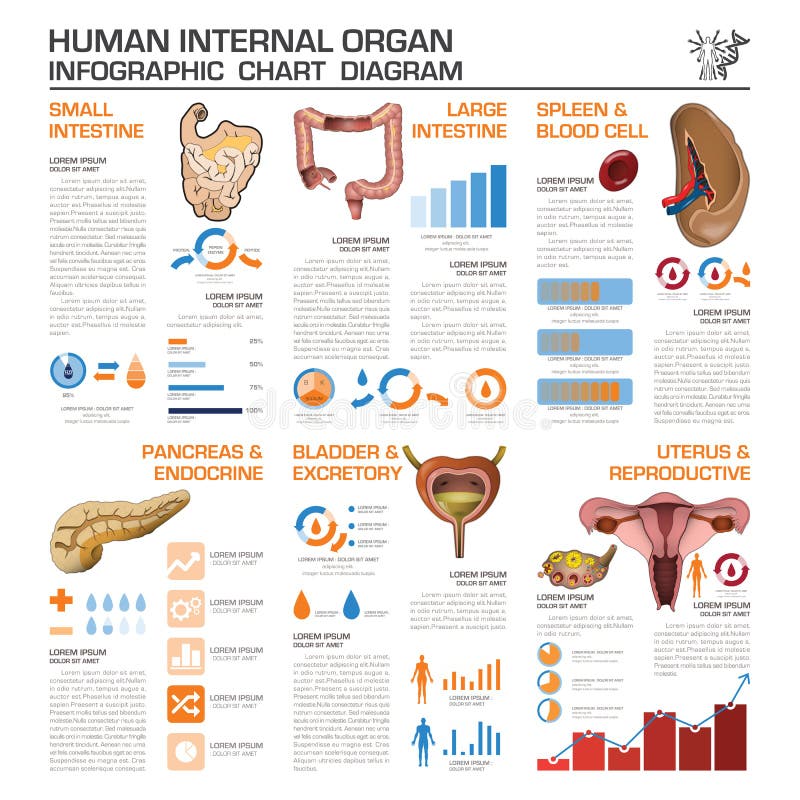 Human Internal Organ Health And Medical Infographic Chart Diagram Stock