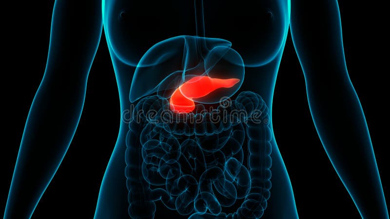 Human Internal Organ Pancreas Anatomy Stock Illustration - Illustration ...