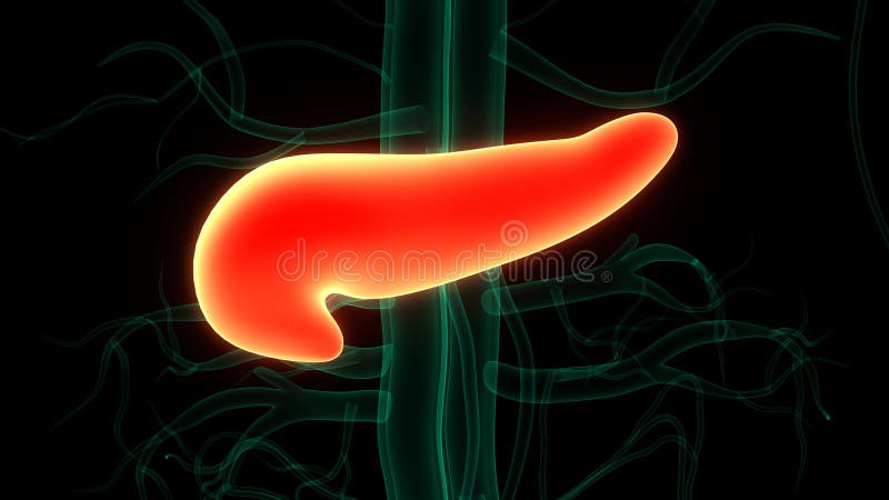 Pancreas Anatomy Parts Composition Stock Vector - Illustration of care ...