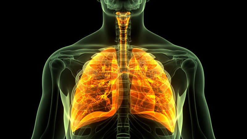 Human Internal Organ Respiratory System Lungs Anatomy Stock ...