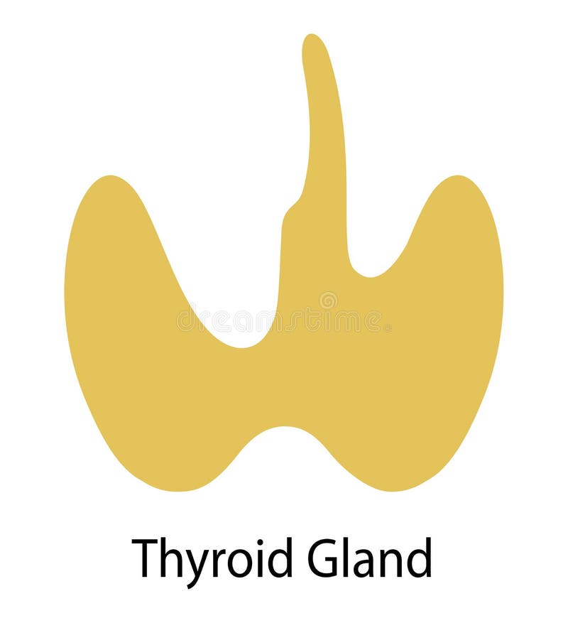 Human Internal Organ: Thyroid Gland. Vector Image Stock Vector ...