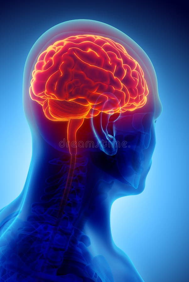 Human Internal Organic - Brain. Stock Illustration - Illustration of ...