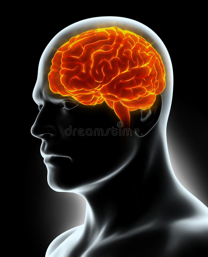 Human Internal Organic - Brain. Stock Illustration - Illustration of ...