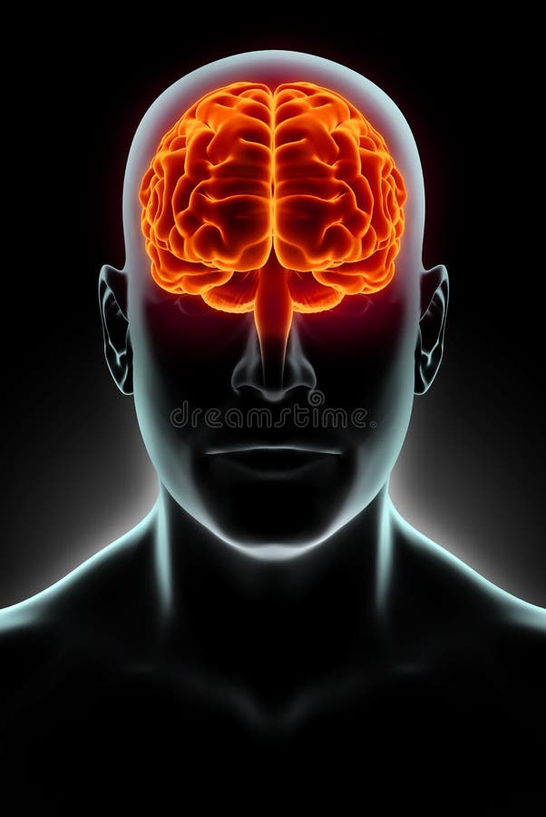 Human Internal Organic - Brain. Stock Illustration - Illustration of ...