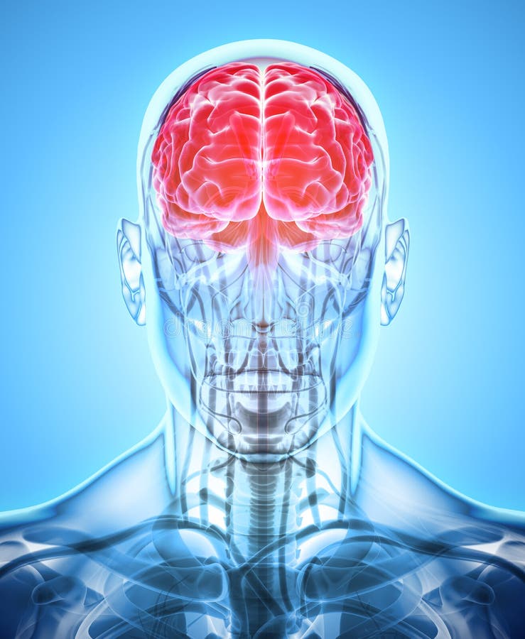 Human Internal Organic - Brain. Stock Illustration - Illustration of ...