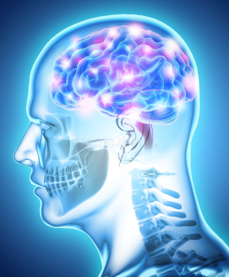 Human Internal Organic - Brain. Stock Illustration - Illustration of ...