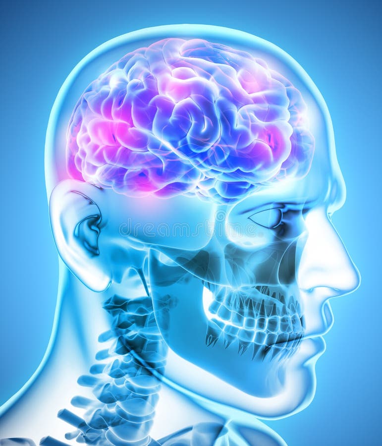 Human Internal Organic - Brain. Stock Illustration - Illustration of ...