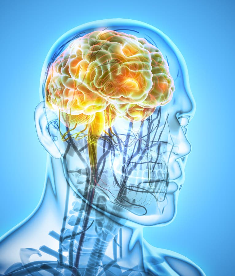 Human Internal Organic - Brain. Stock Illustration - Illustration of ...