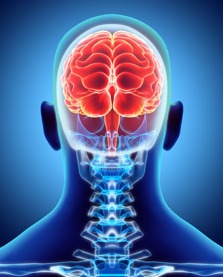 Human Internal Organic - Brain. Stock Illustration - Illustration of ...