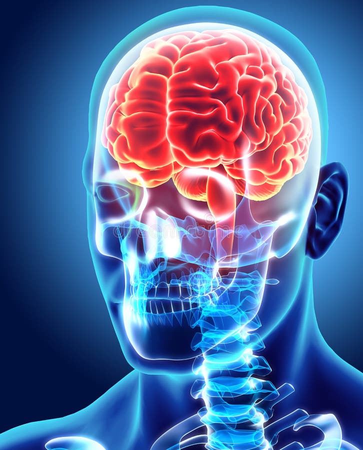 Human Internal Organic - Brain. Stock Illustration - Illustration of ...