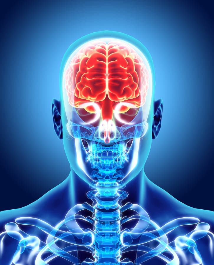 Human Internal Organic - Brain. Stock Illustration - Illustration of ...