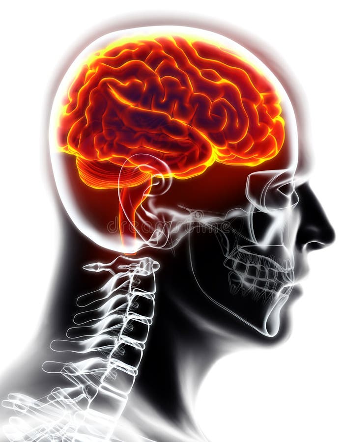 Human Internal Organic - Brain. Stock Illustration - Illustration of ...