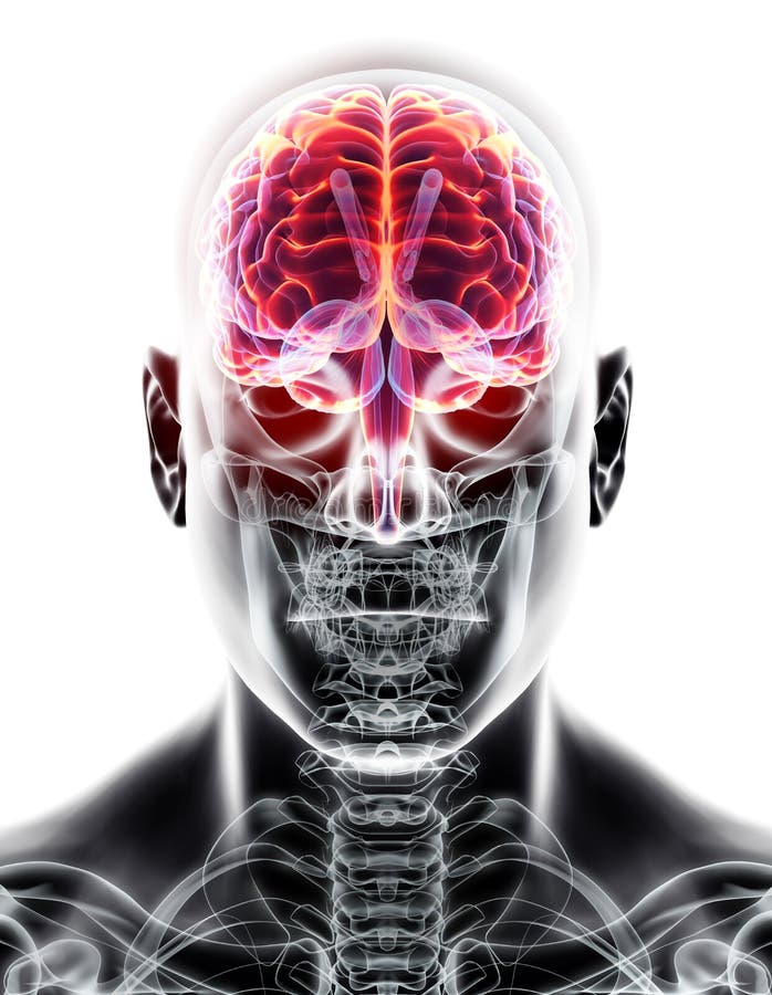Human Internal Organic - Brain. Stock Illustration - Illustration of ...