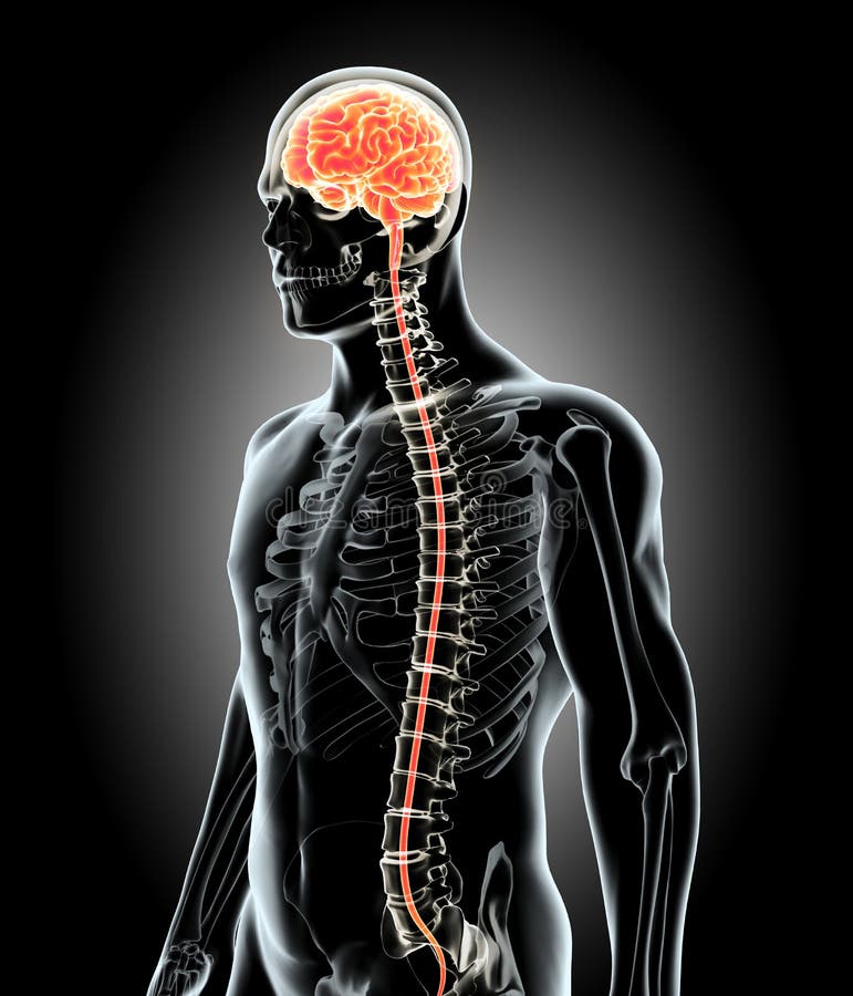 Human Internal Organic - Brain. Stock Illustration - Illustration of ...