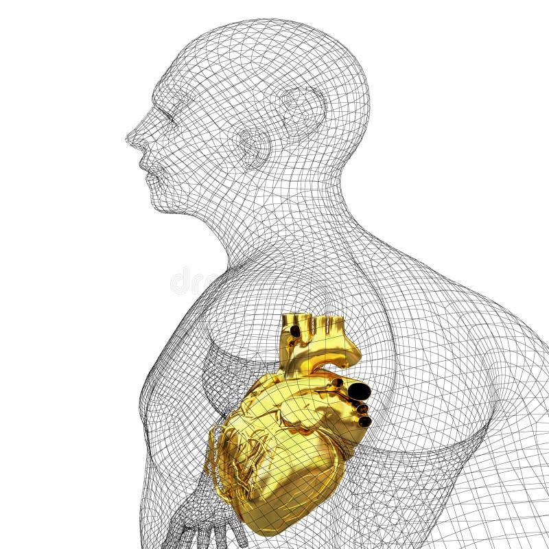 Human Internal Organic - Human Heart, Medical Concept Stock ...