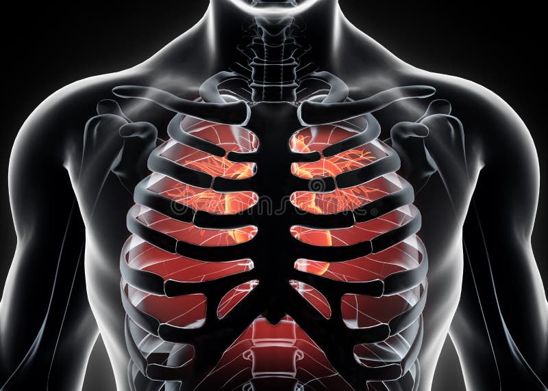 Human Internal Organic - Human Heart. Stock Illustration - Illustration ...
