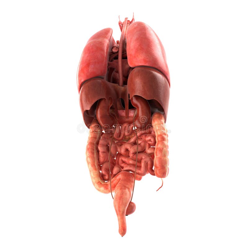 Human Internal Organs Anatomically Accurate Render Stock Image - Image ...
