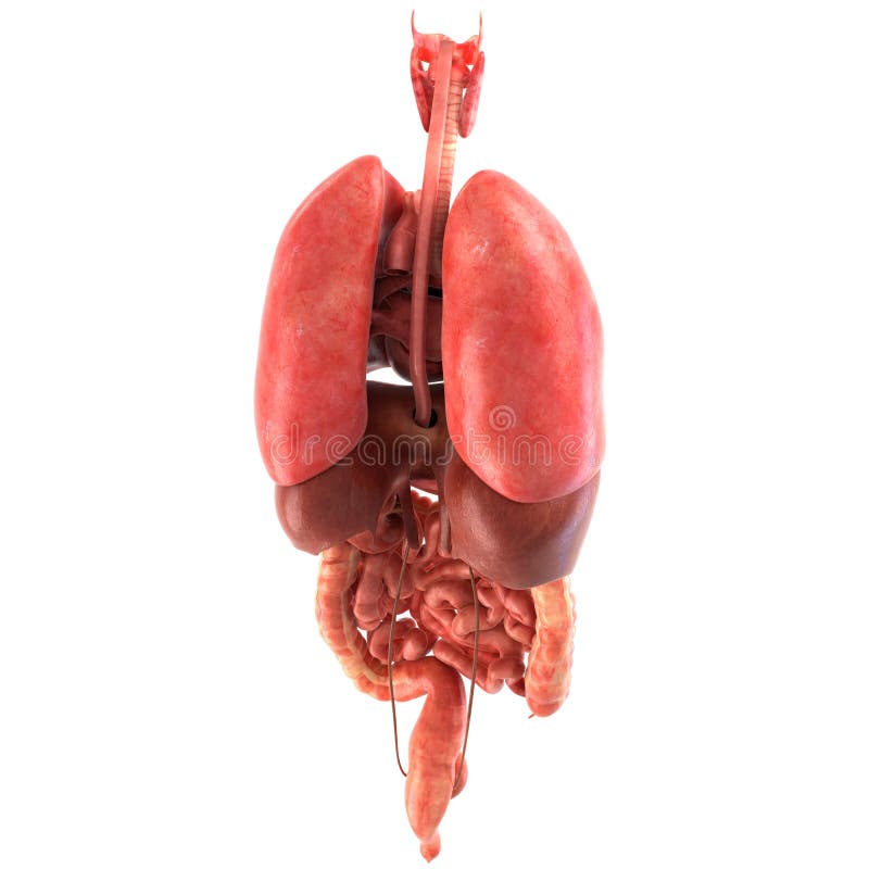 Human Internal Organs Anatomically Accurate Render Stock Photo - Image ...