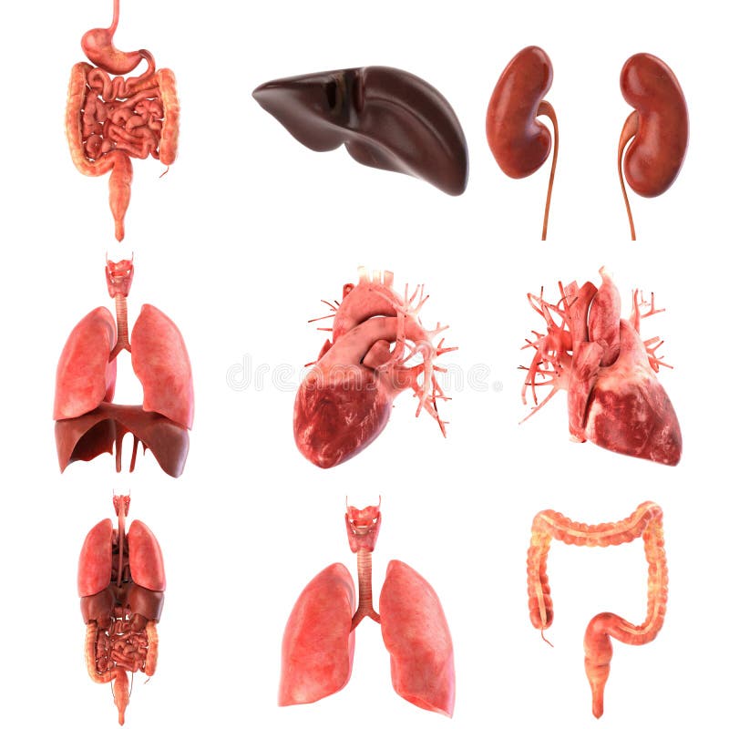 Human Internal Organs Anatomically Accurate Set . 3d Rendering Stock ...